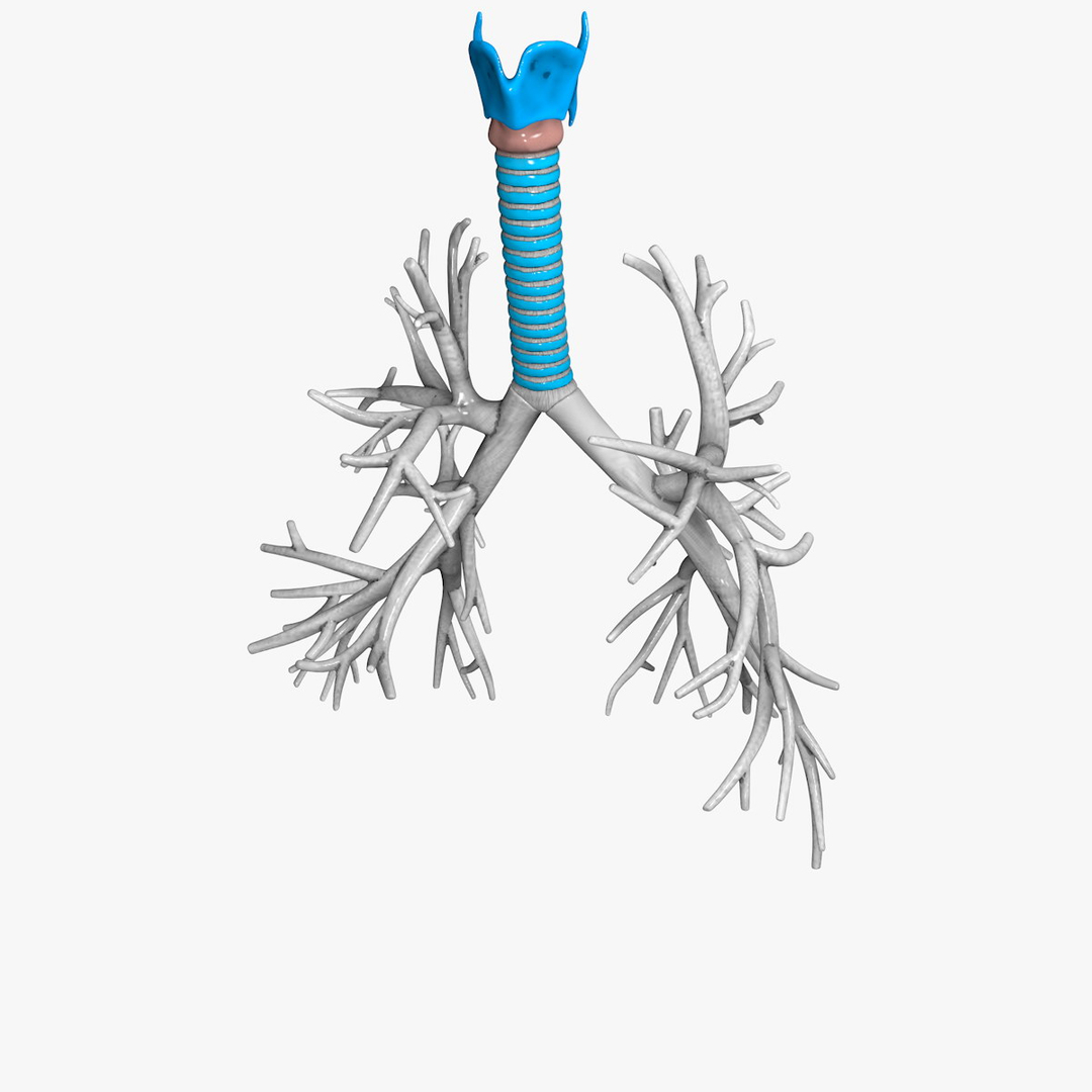 Human Thorax Organs 3d C4d