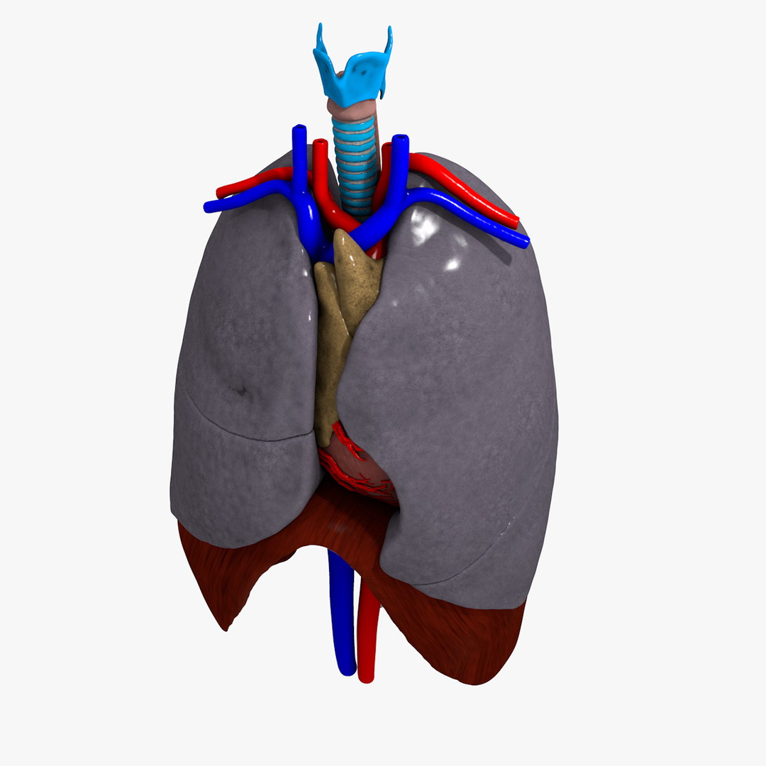 Human Thorax Organs 3d C4d