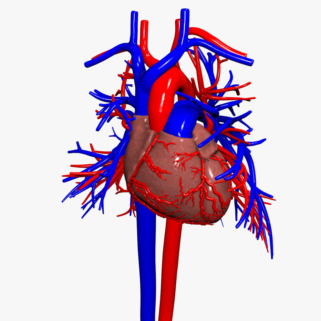 Human Thorax Organs 3d C4d