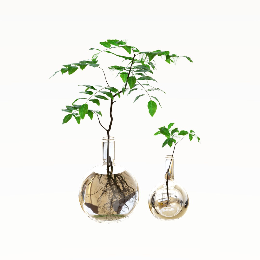 Flask Plant 3D | 1144968 | TurboSquid