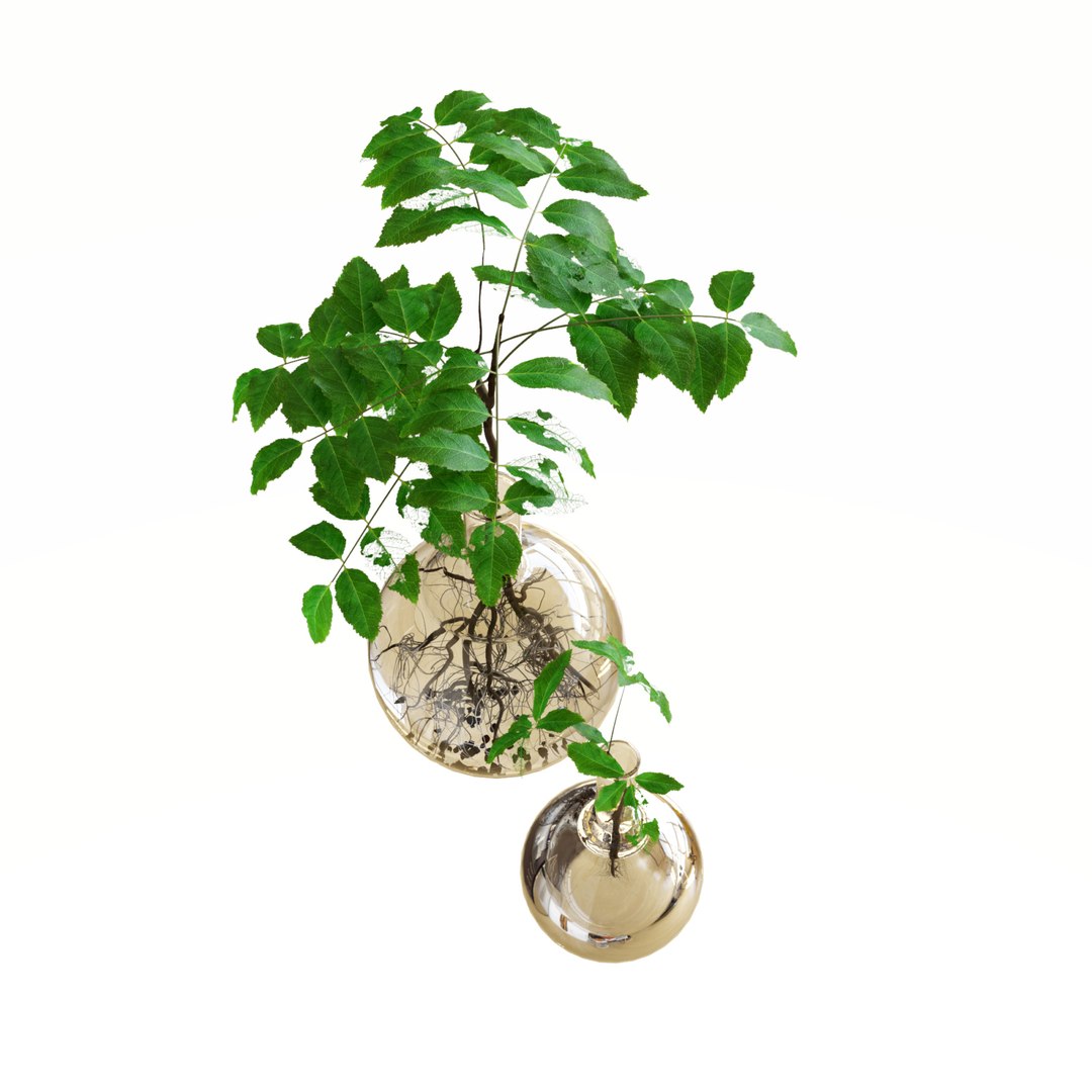 Flask Plant 3D | 1144968 | TurboSquid