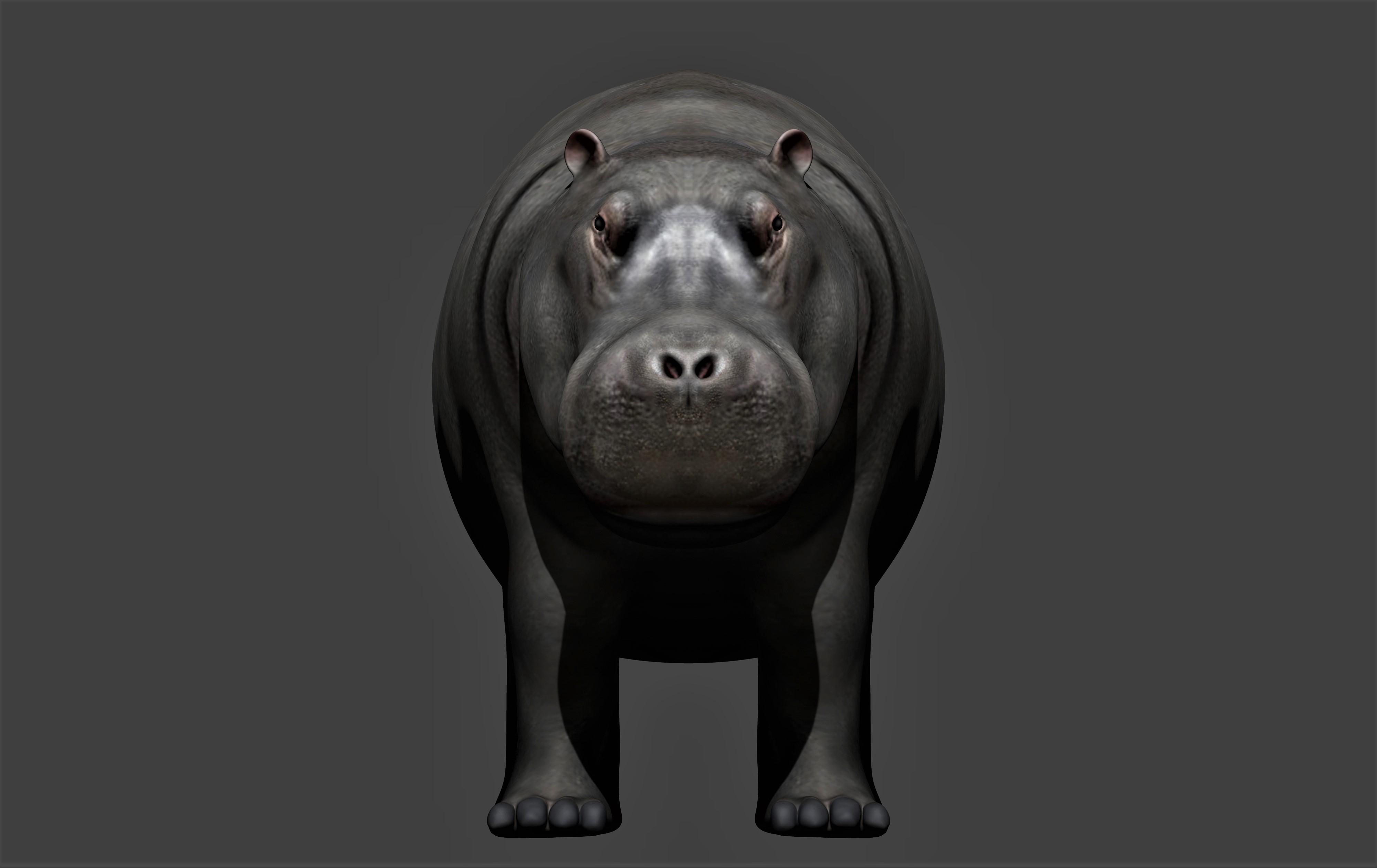 Realistic rigged hippopotamus 3D model - TurboSquid 1683848 Realistic rigged hippopotamus 3D model - TurboSquid 1683848