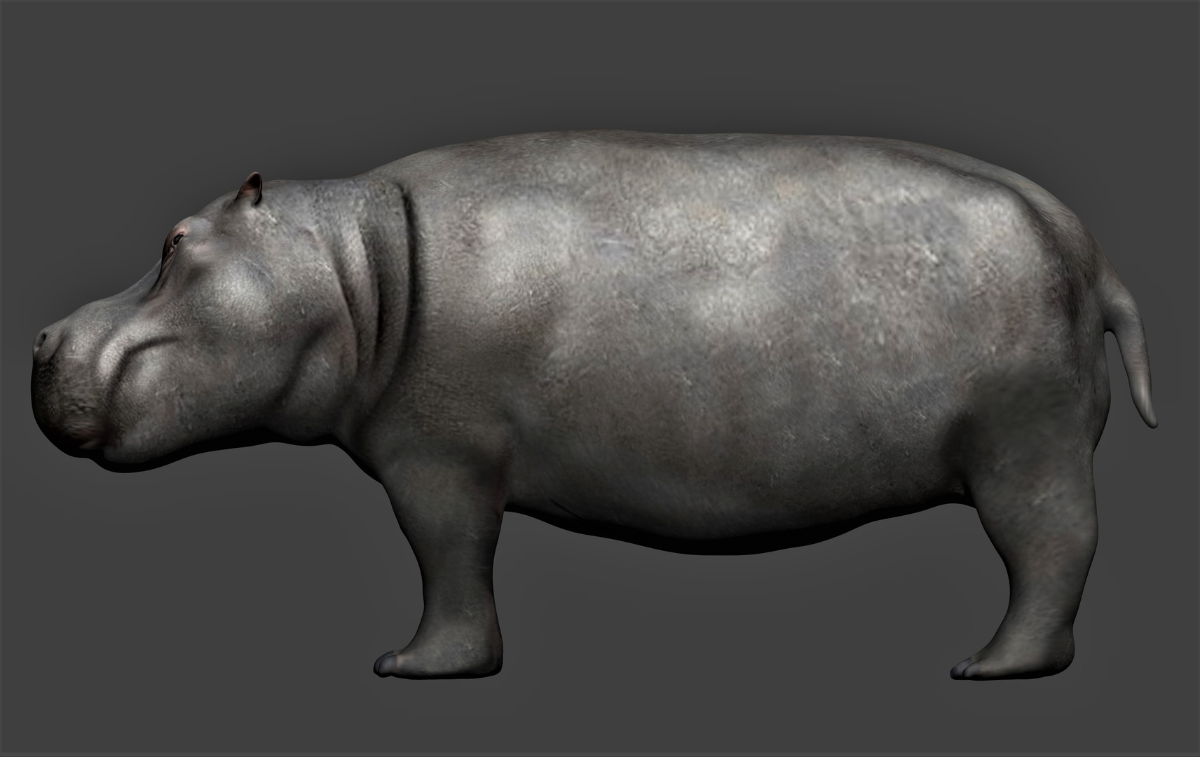 Realistic rigged hippopotamus 3D model - TurboSquid 1683848