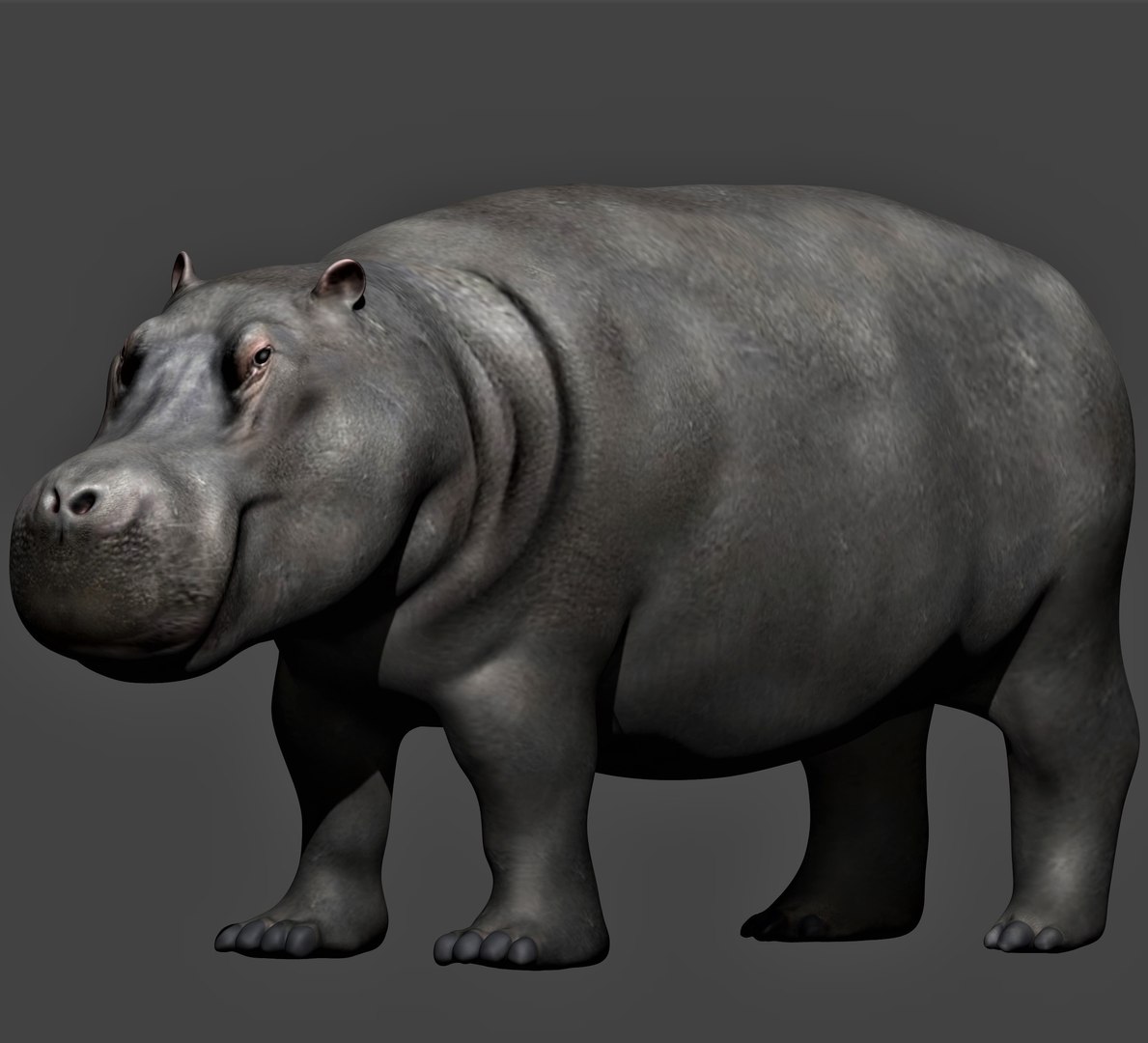 Realistic rigged hippopotamus 3D model - TurboSquid 1683848