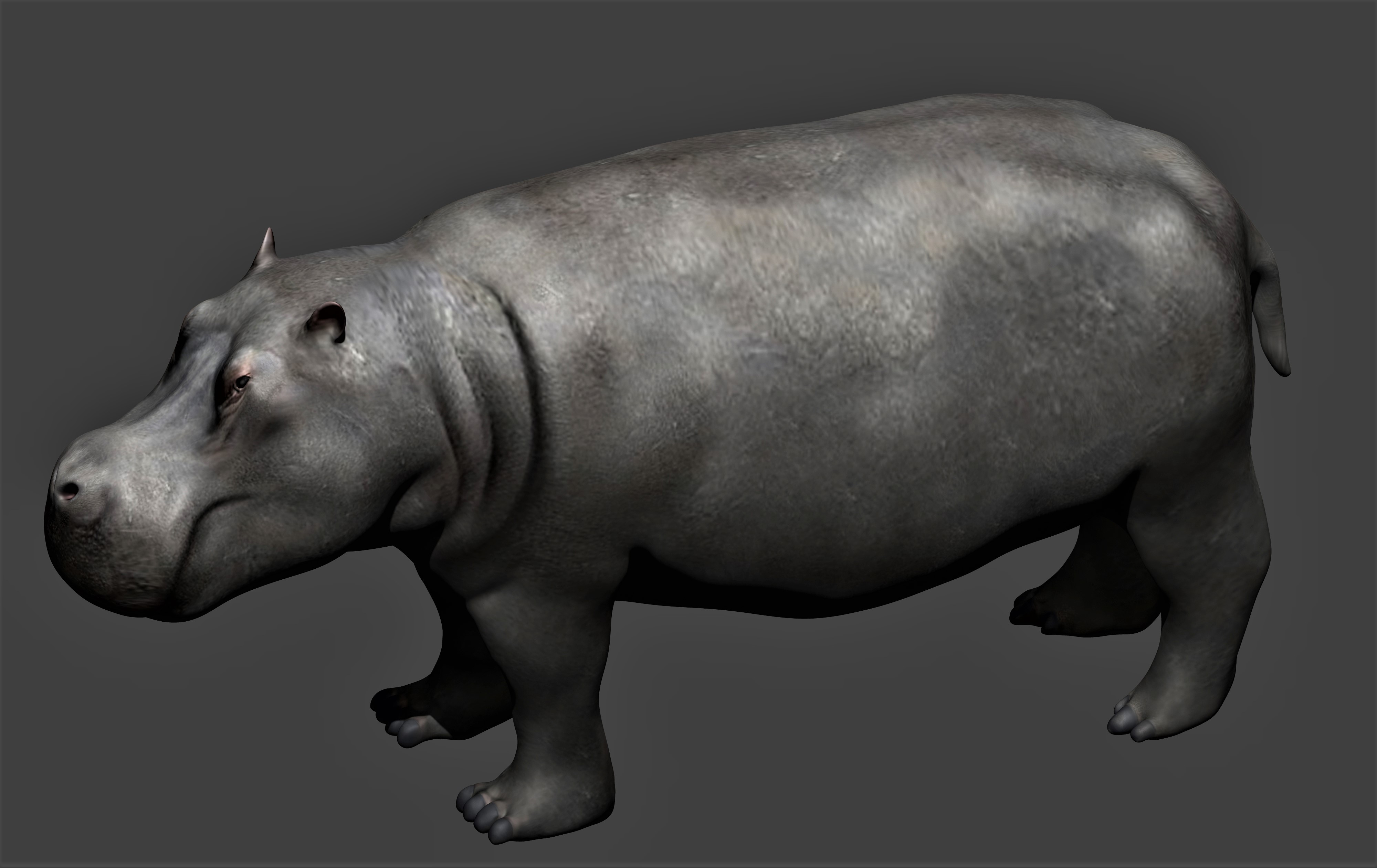 Realistic rigged hippopotamus 3D model - TurboSquid 1683848