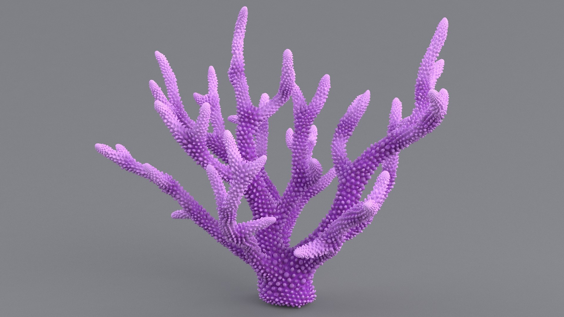 Coral 4 L 3D Model - TurboSquid 1582015