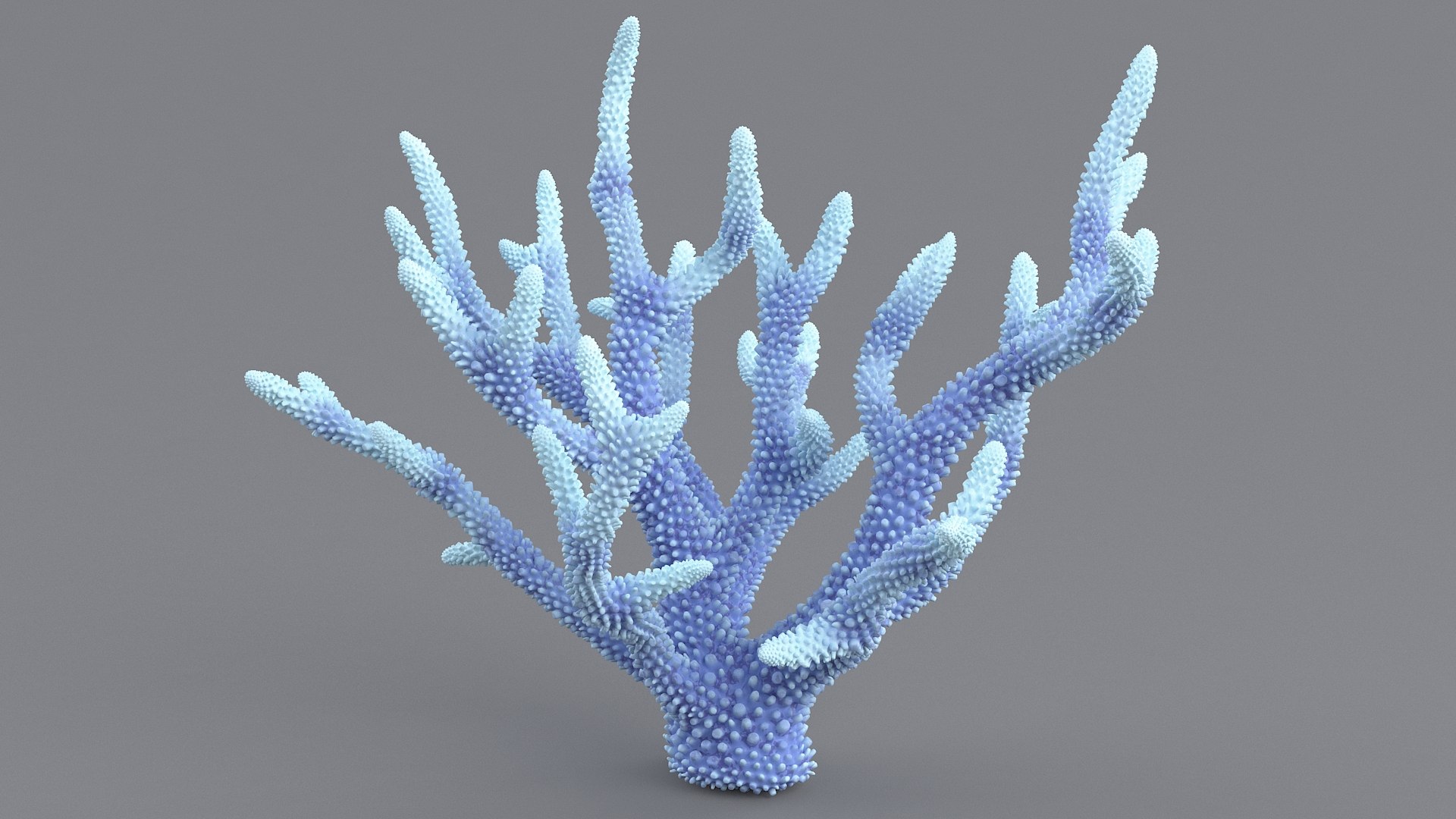 Coral 4 L 3D Model - TurboSquid 1582015