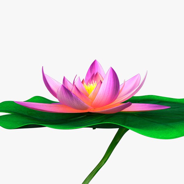 water lily flower animation max