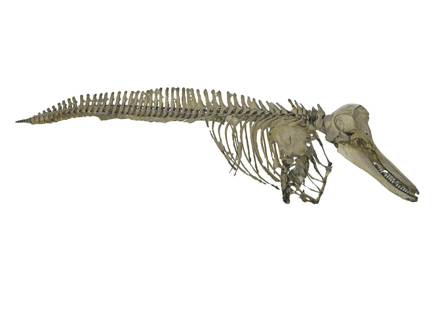 Dolphin Skeleton Hd Model - TurboSquid 1571203
