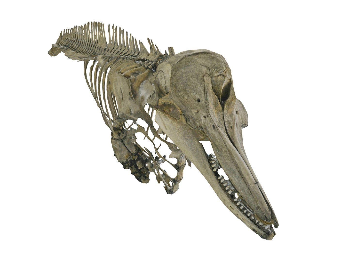 Dolphin Skeleton Hd Model - TurboSquid 1571203