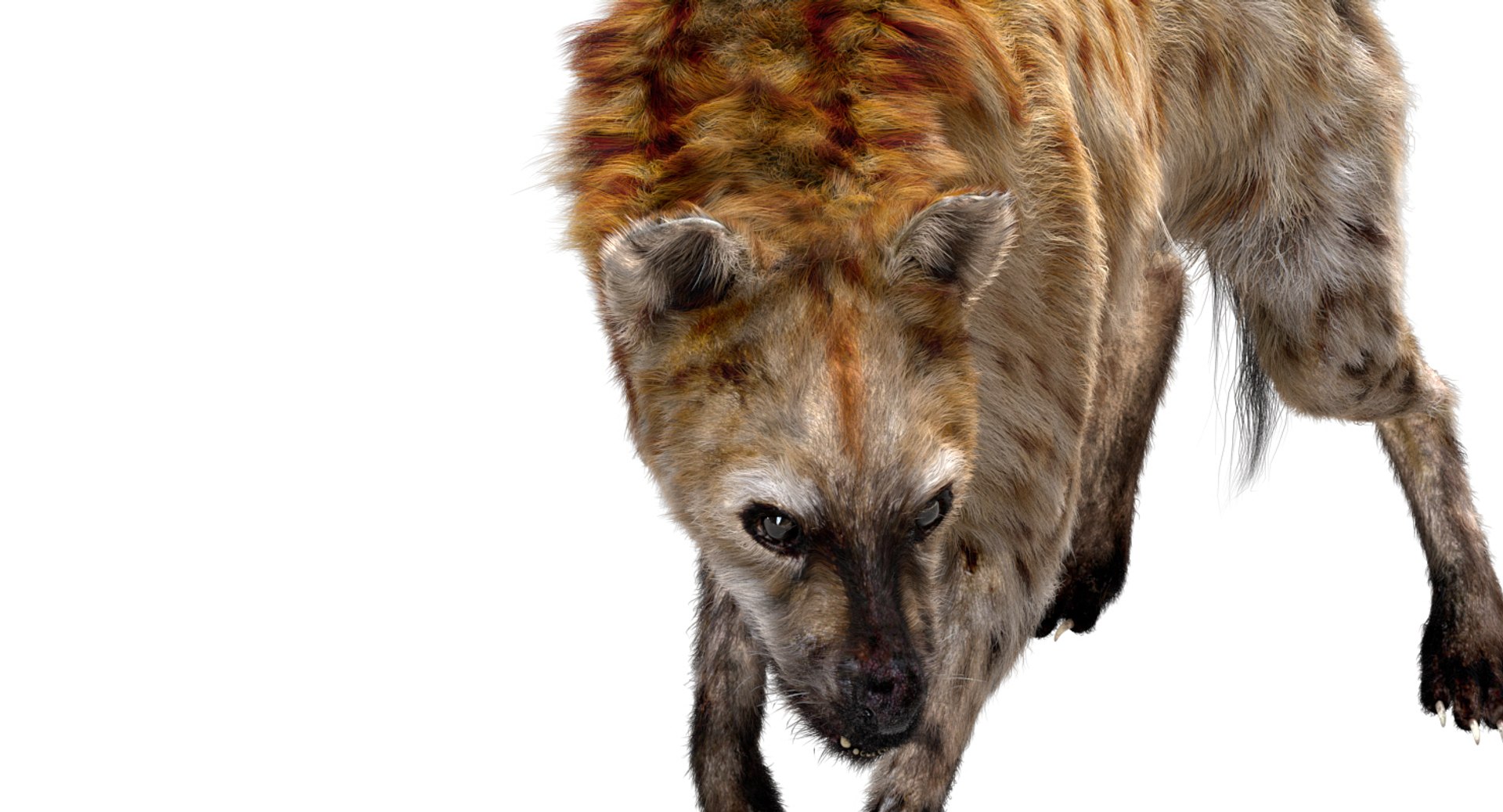 Hyena Rigged Fur 3D Model - TurboSquid 1394860