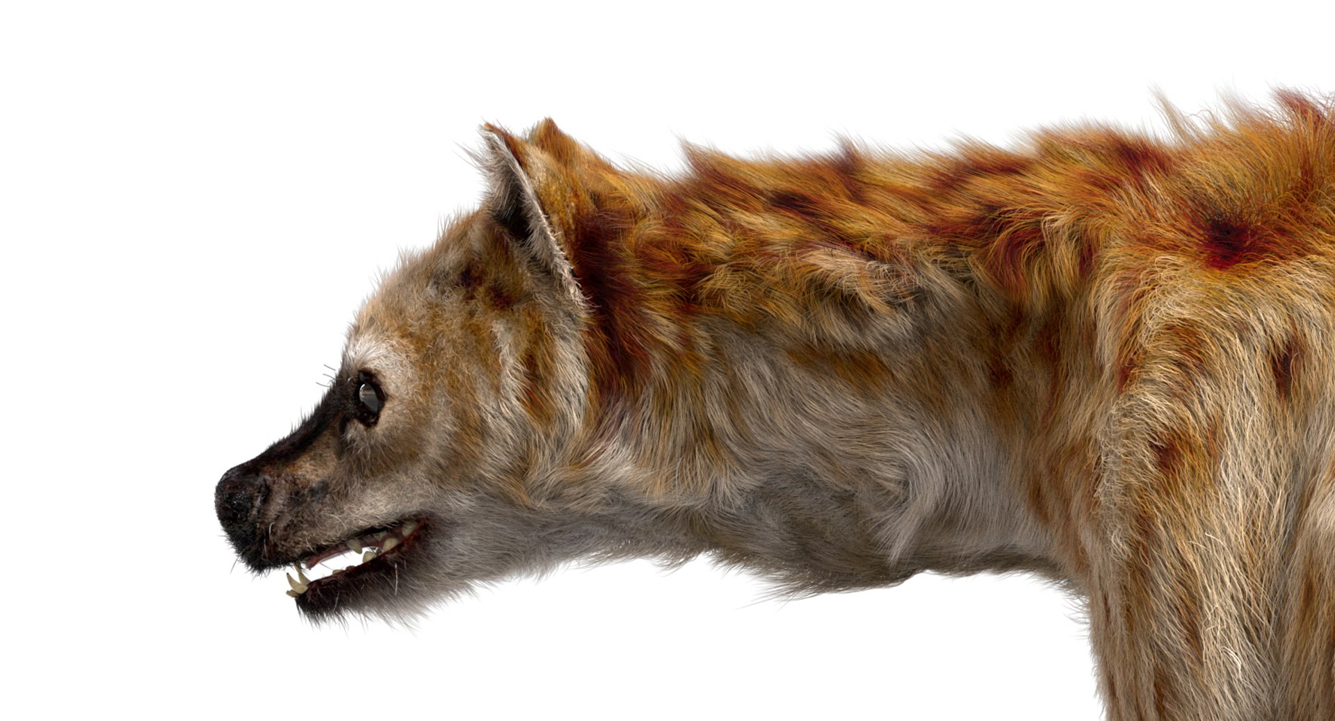 Hyena Rigged Fur 3D Model - TurboSquid 1394860