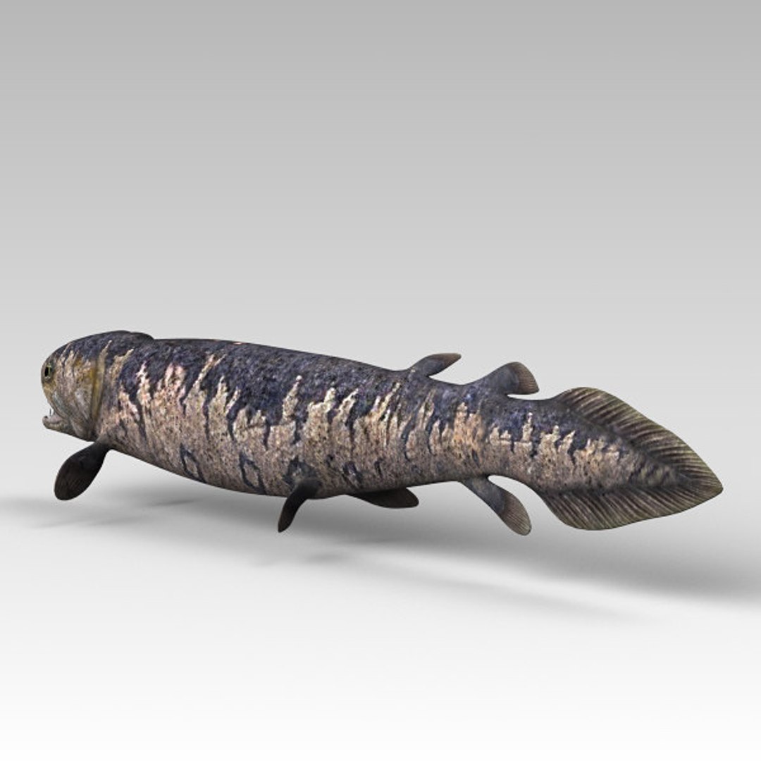 Rhizodus Coelacanth Model - TurboSquid 1443201