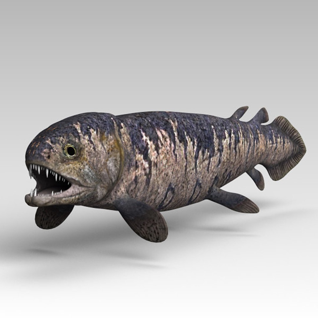 Rhizodus Coelacanth Model - TurboSquid 1443201