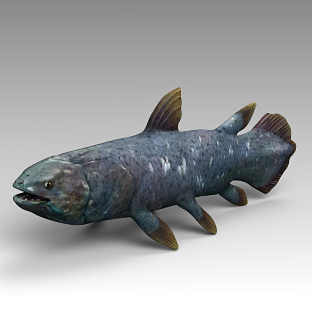 Rhizodus Coelacanth Model - TurboSquid 1443201