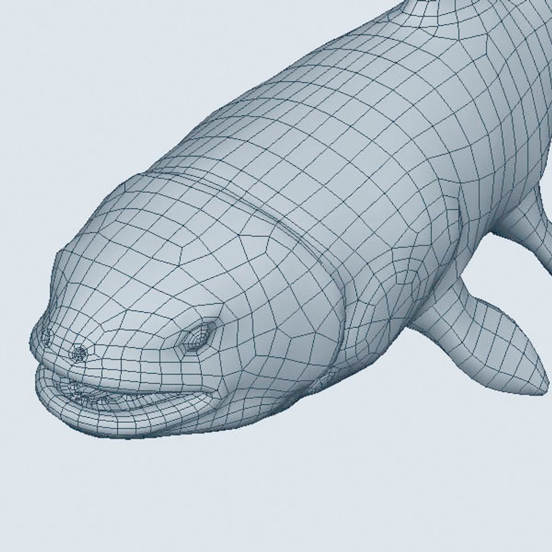 Rhizodus Coelacanth Model - TurboSquid 1443201