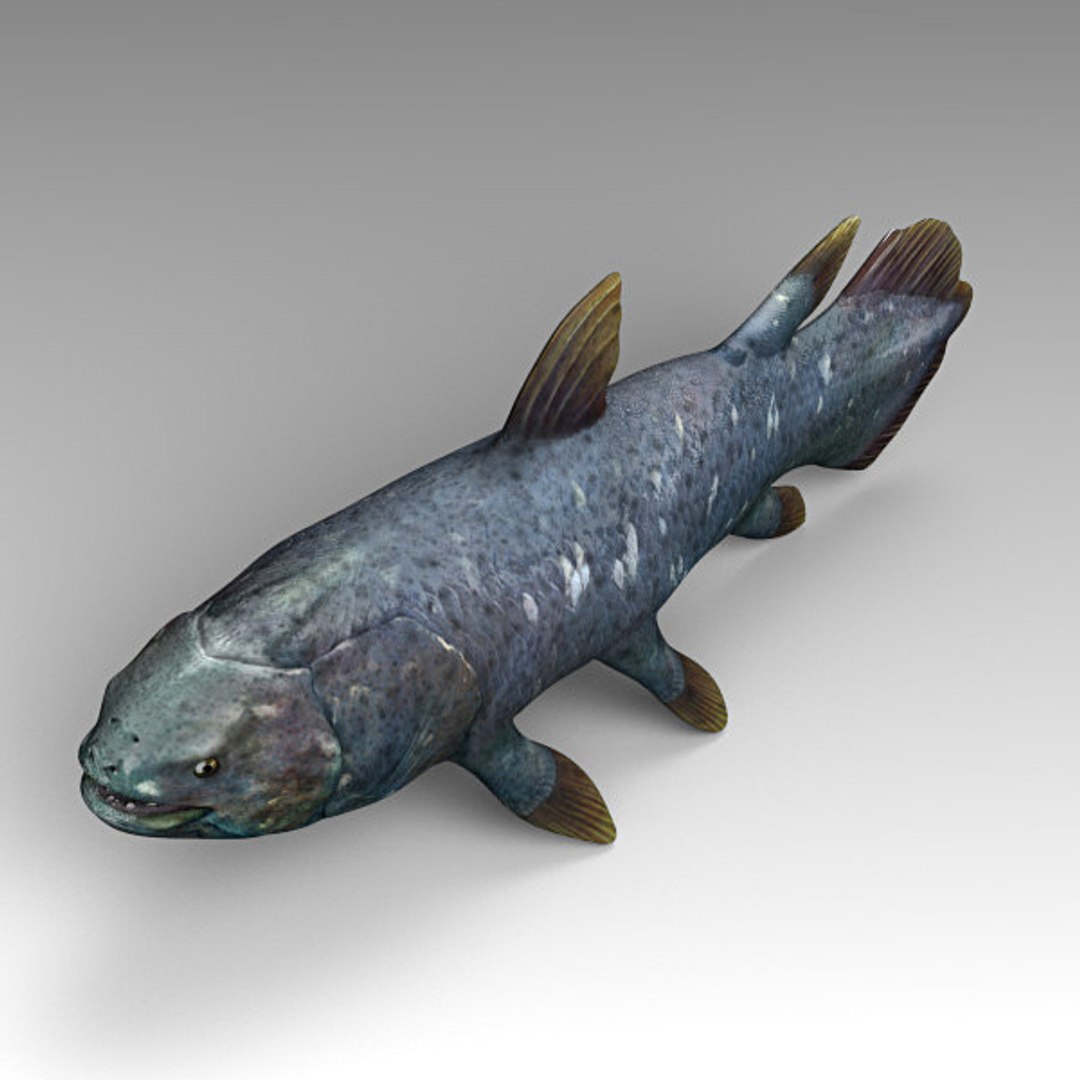 Rhizodus Coelacanth Model - TurboSquid 1443201