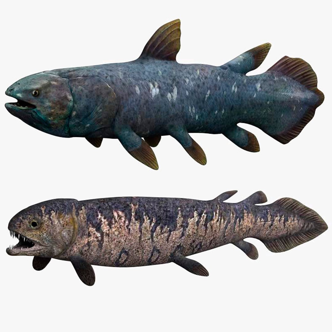Rhizodus Coelacanth Model - TurboSquid 1443201