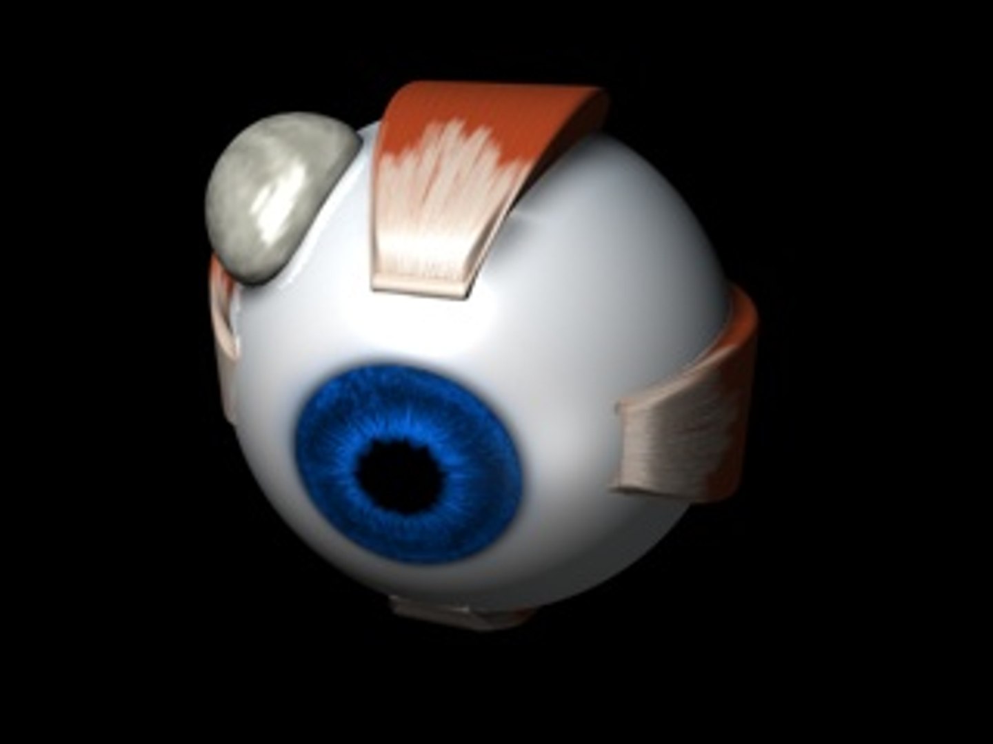 Maya Eye Anatomical
