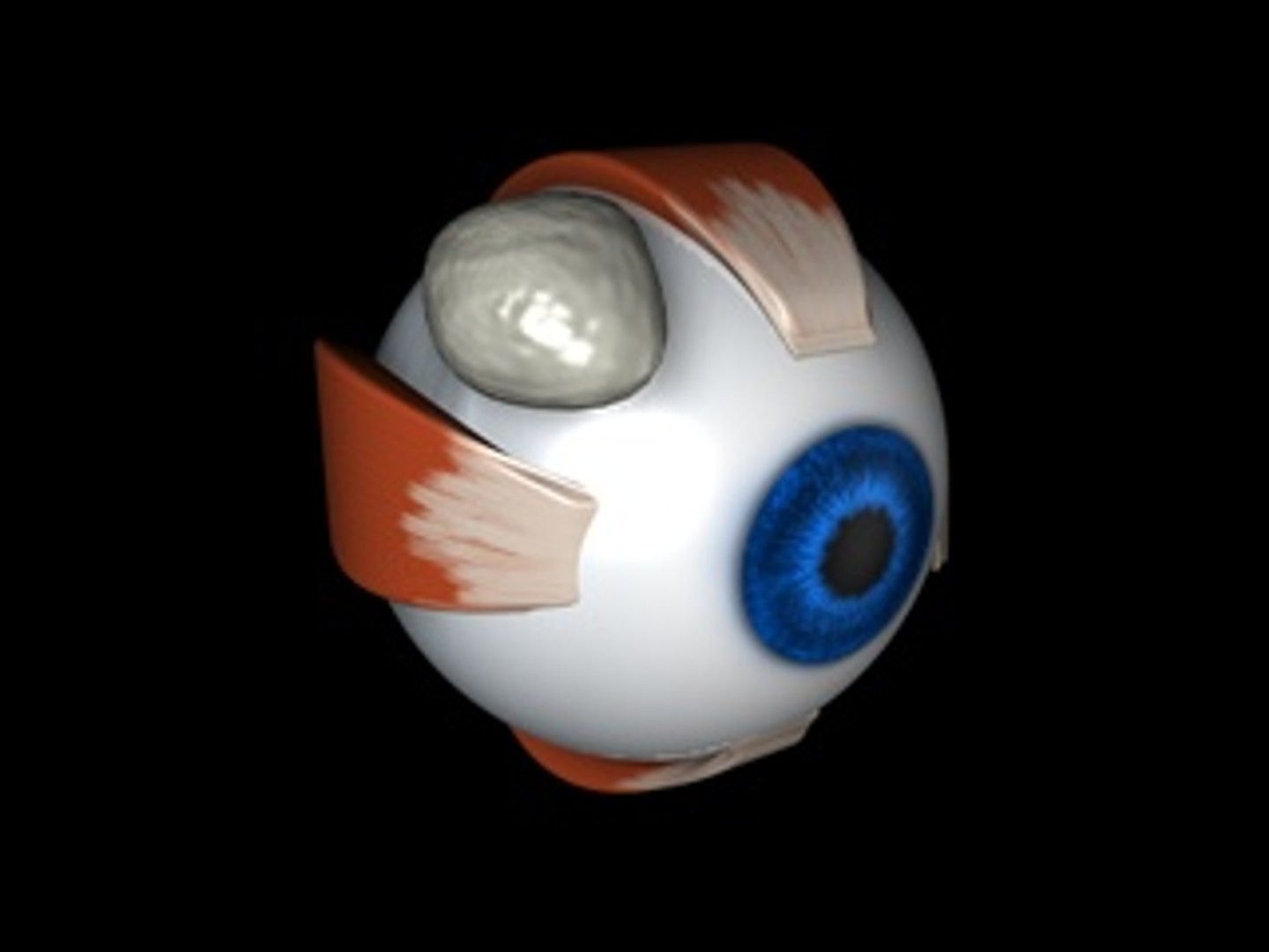 Maya Eye Anatomical