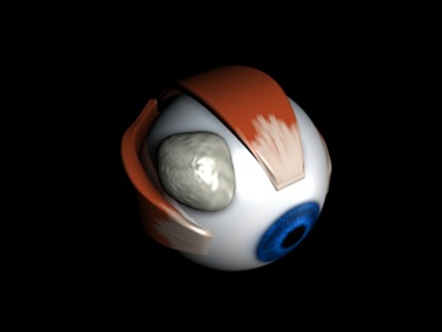Maya Eye Anatomical