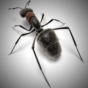 Invertebrate 3D Models for Download | TurboSquid