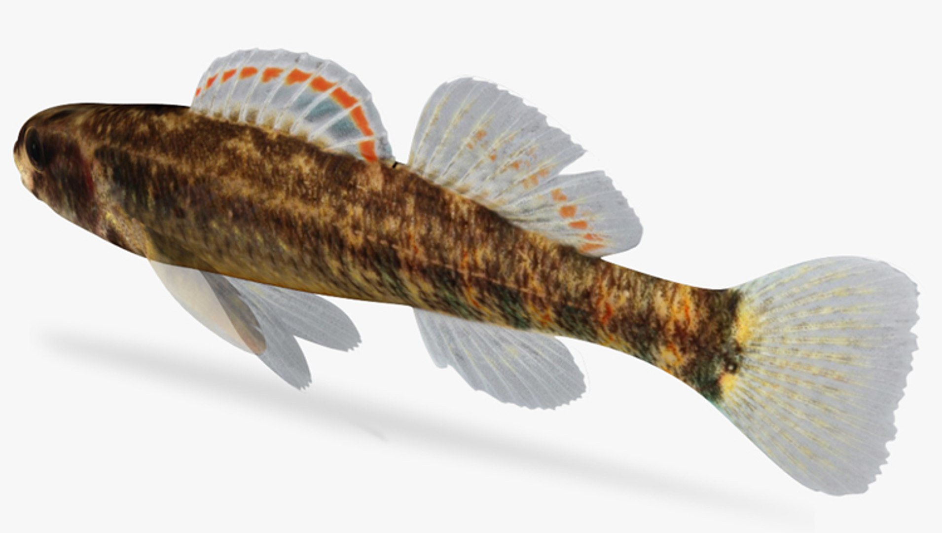 Etheostoma Asprigene Mud Darter 3d Ma