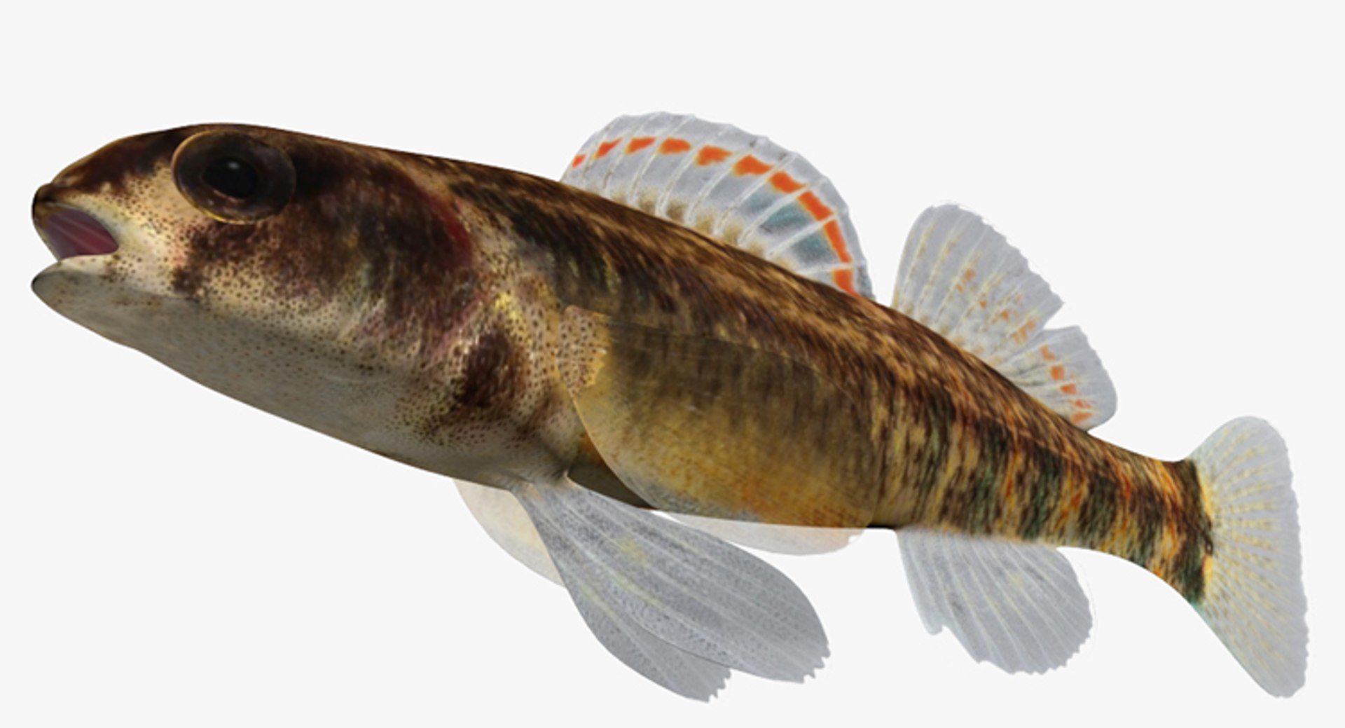 Etheostoma Asprigene Mud Darter 3d Ma