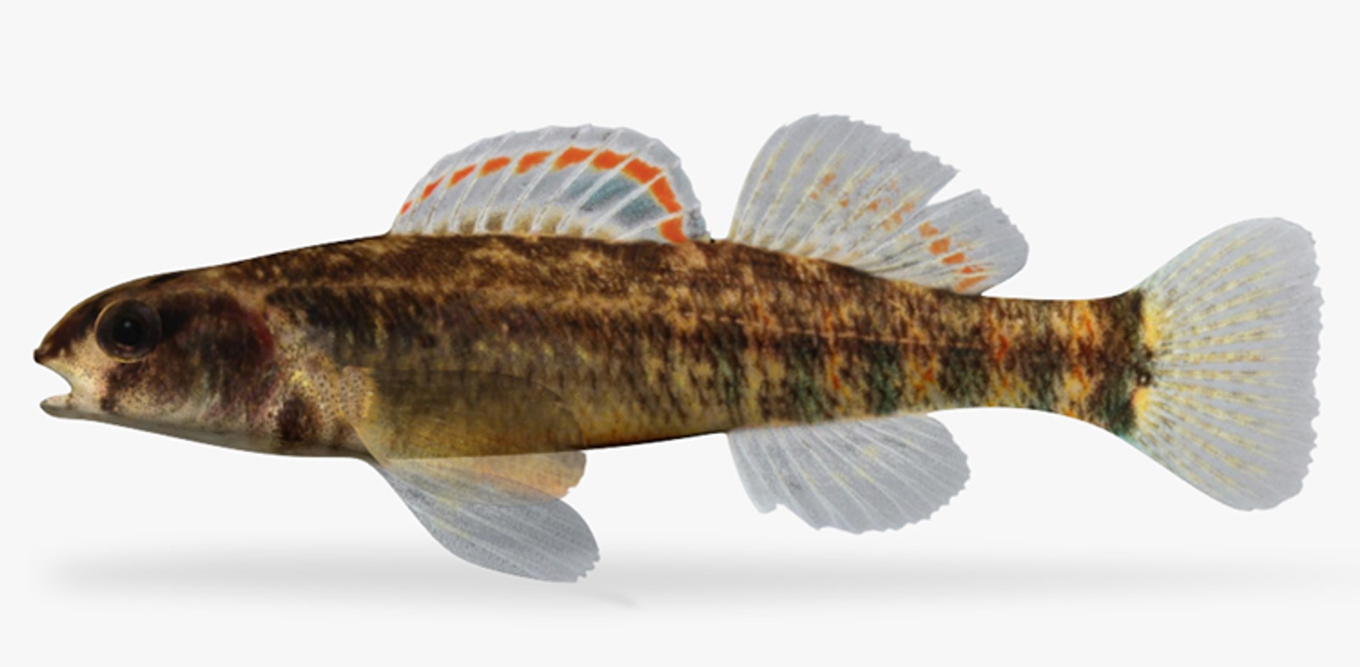 Etheostoma Asprigene Mud Darter 3d Ma