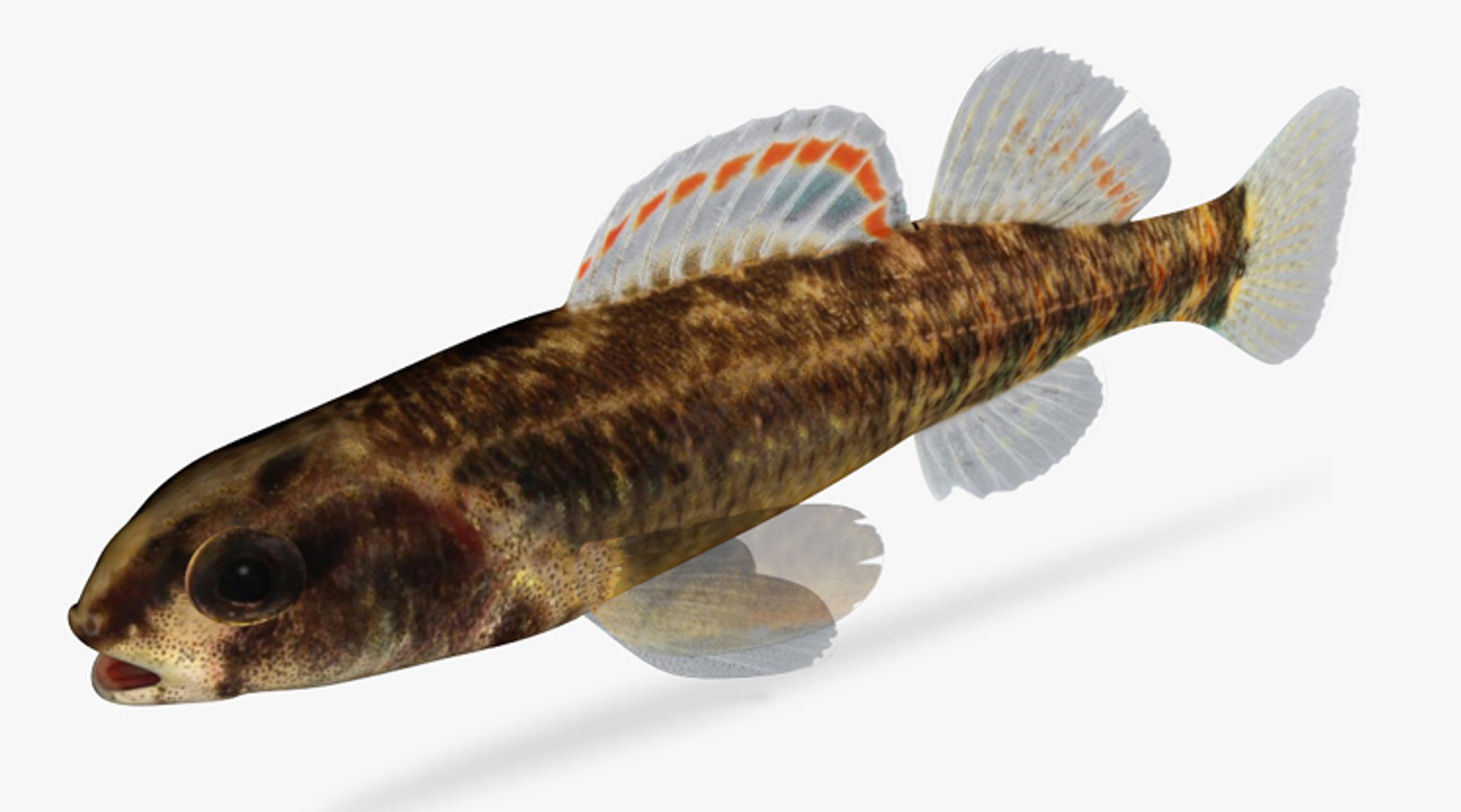 Etheostoma Asprigene Mud Darter 3d Ma