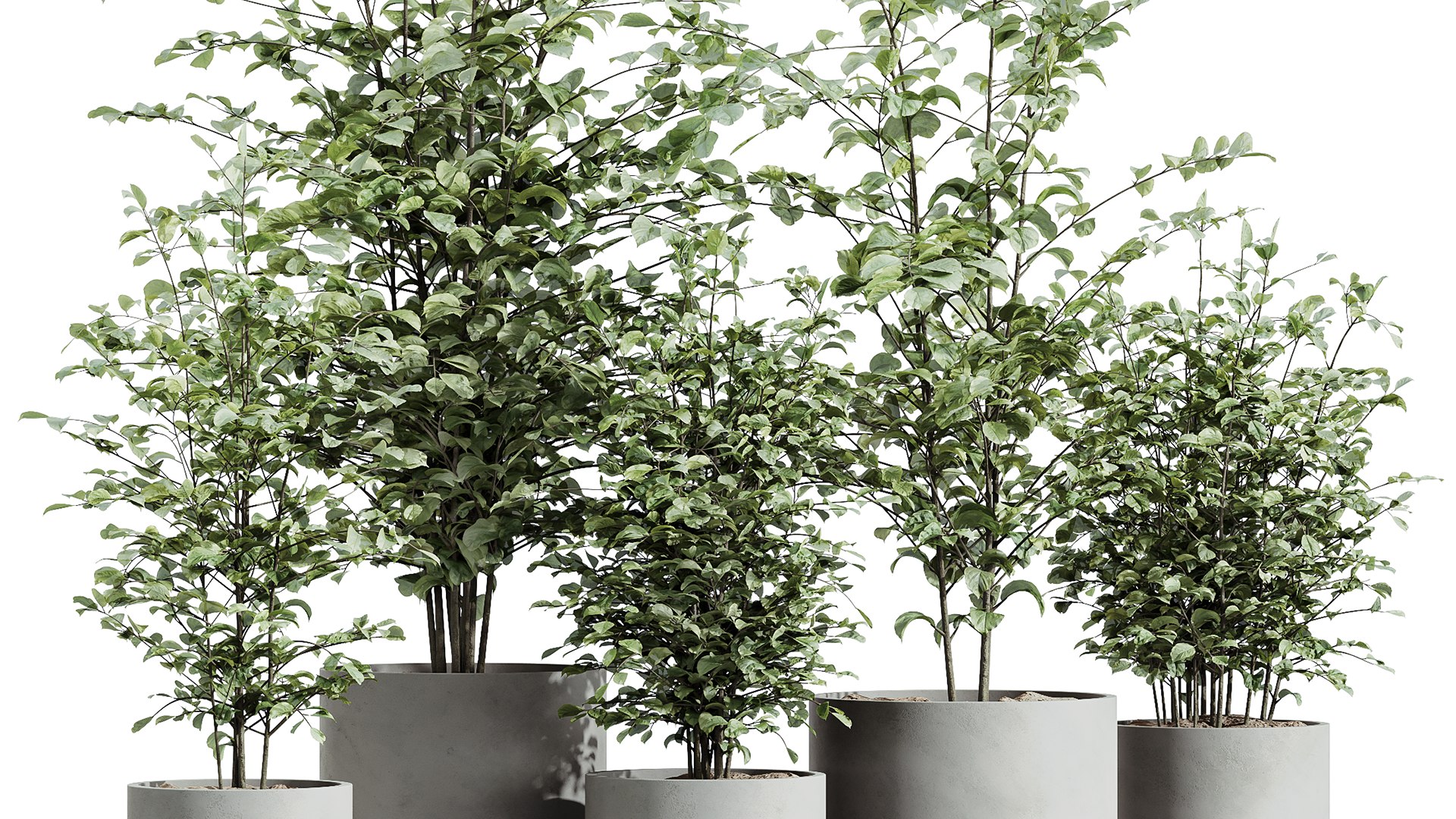 3D Model AV HousePlants Alnus Glutinosa Alder Betulaceae Schwarzerle ...