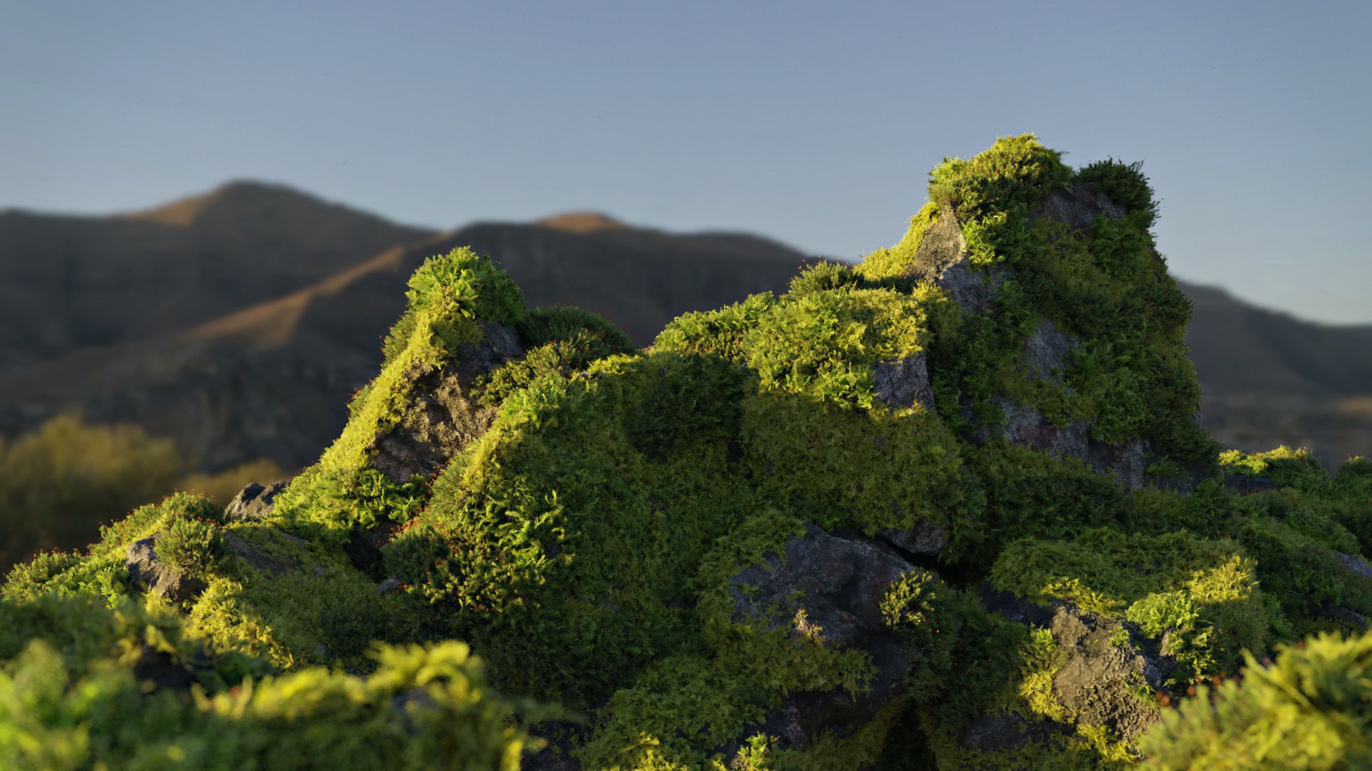 3D Model Moss 7 Species Stones - TurboSquid 1403092