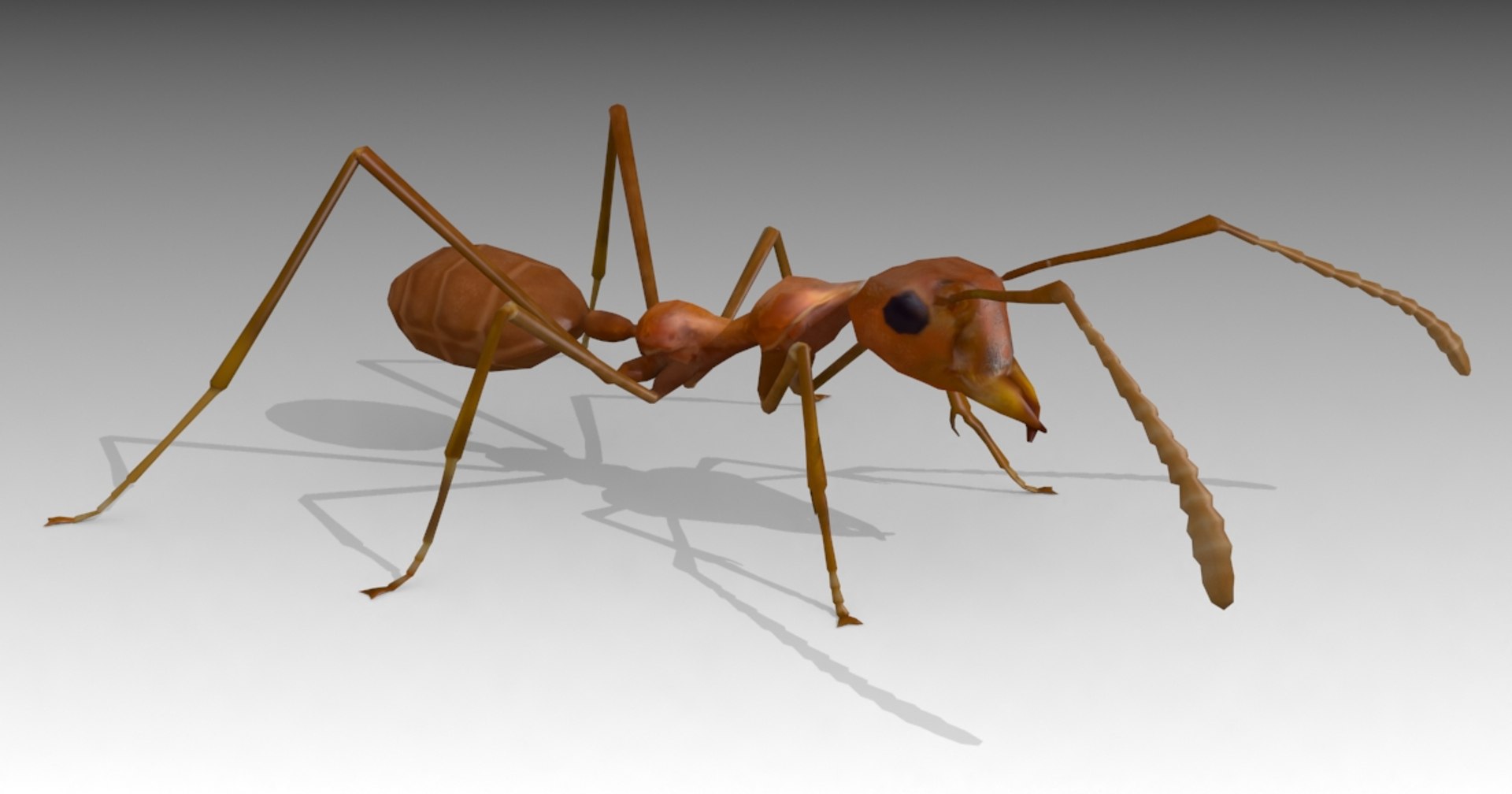3D ant animations - TurboSquid 1333816
