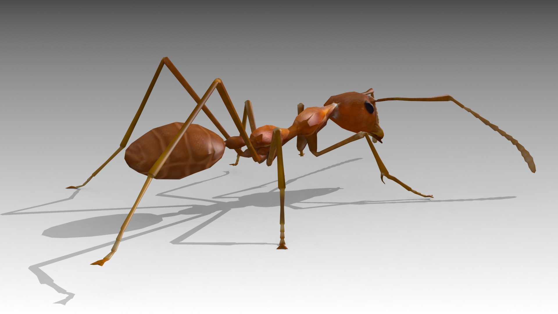 3D ant animations - TurboSquid 1333816