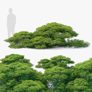 3D Japanese White Pine Models - Browse & Download Formats - TurboSquid