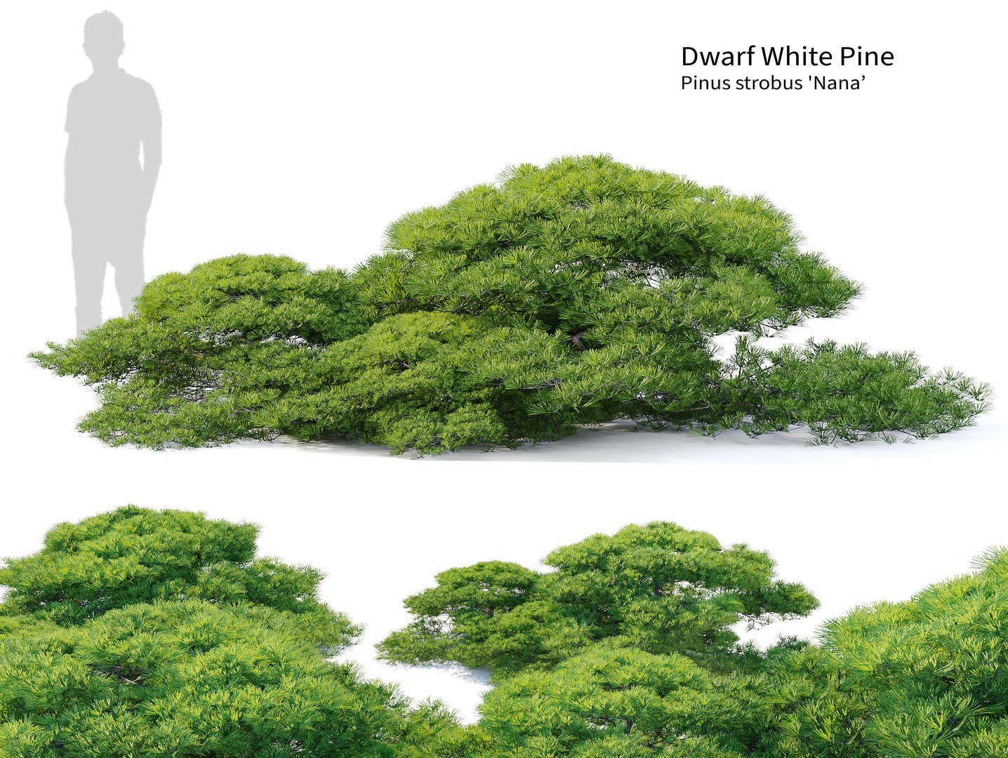 3D Dwarf White Pine - TurboSquid 2416335