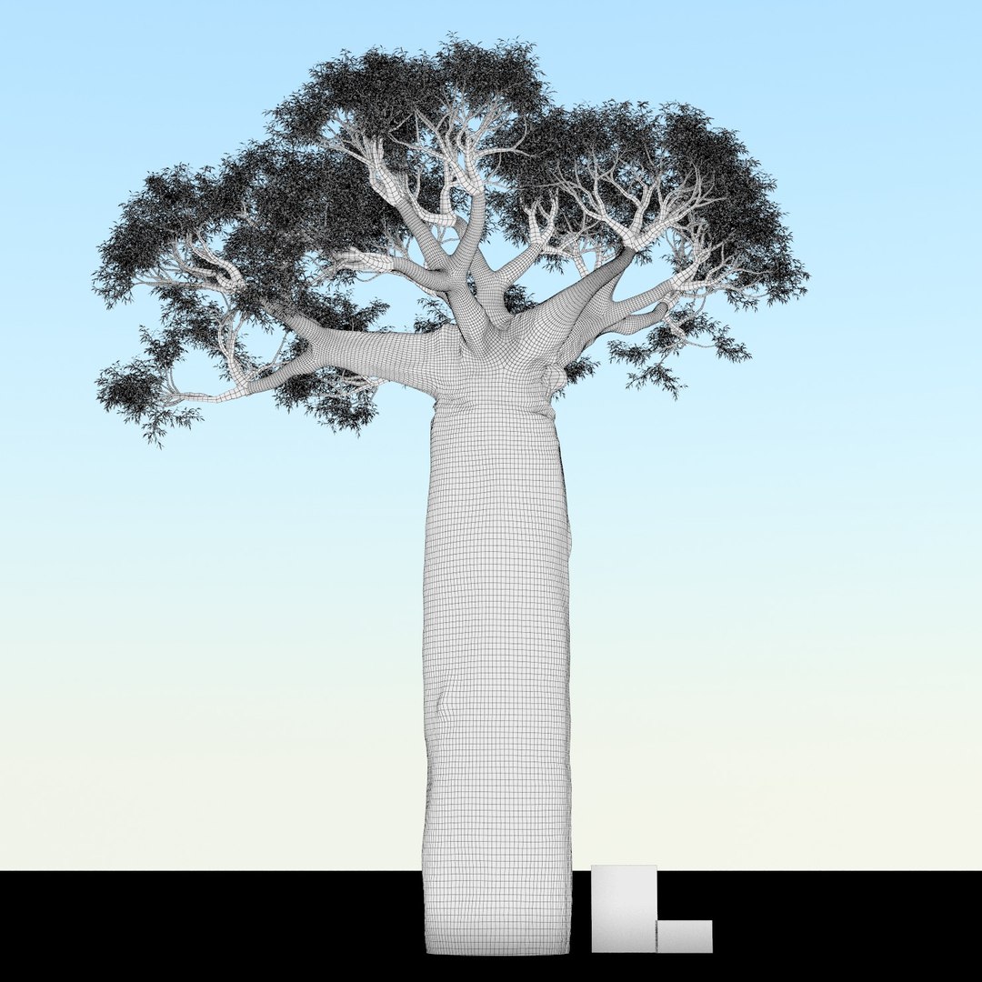 Max African Baobab Tree
