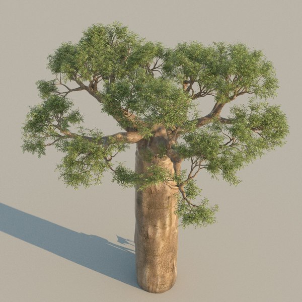 max african baobab tree
