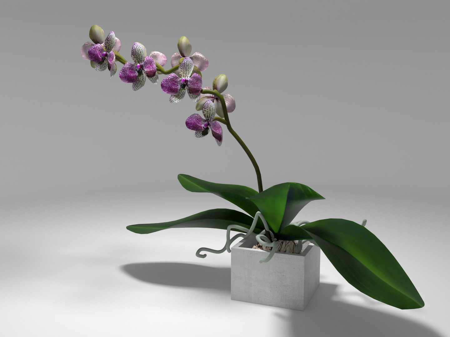 3D Orchid - TurboSquid 1480075