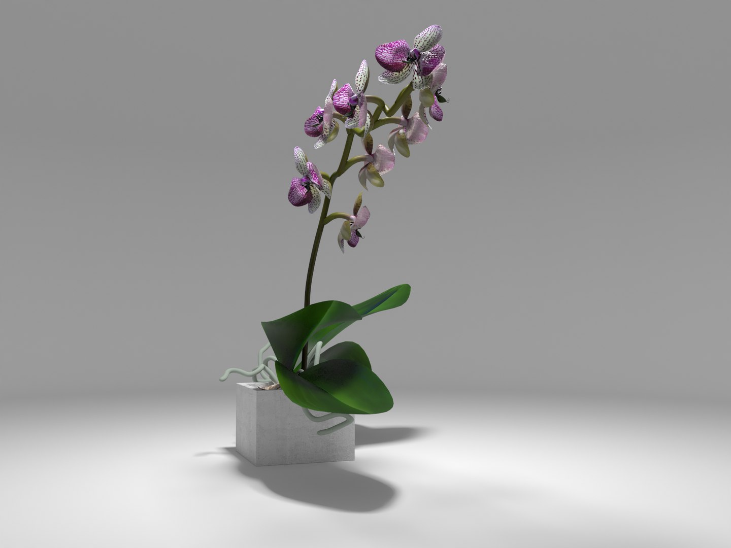 3D Orchid - TurboSquid 1480075