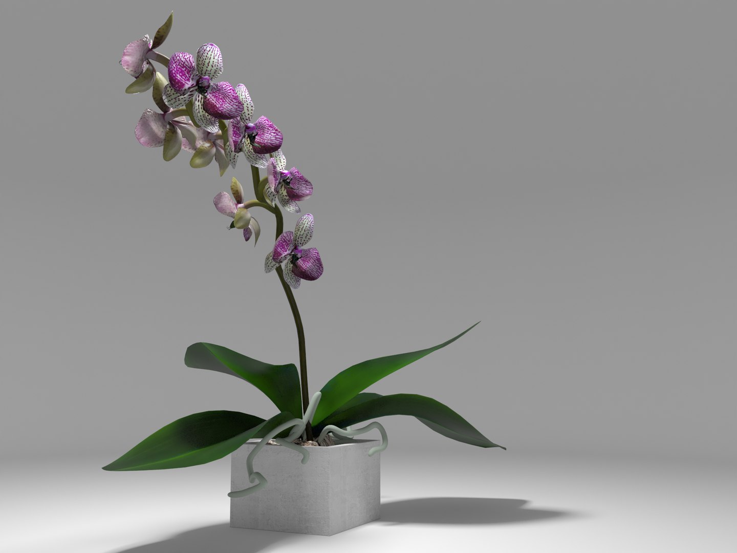 3D Orchid - TurboSquid 1480075
