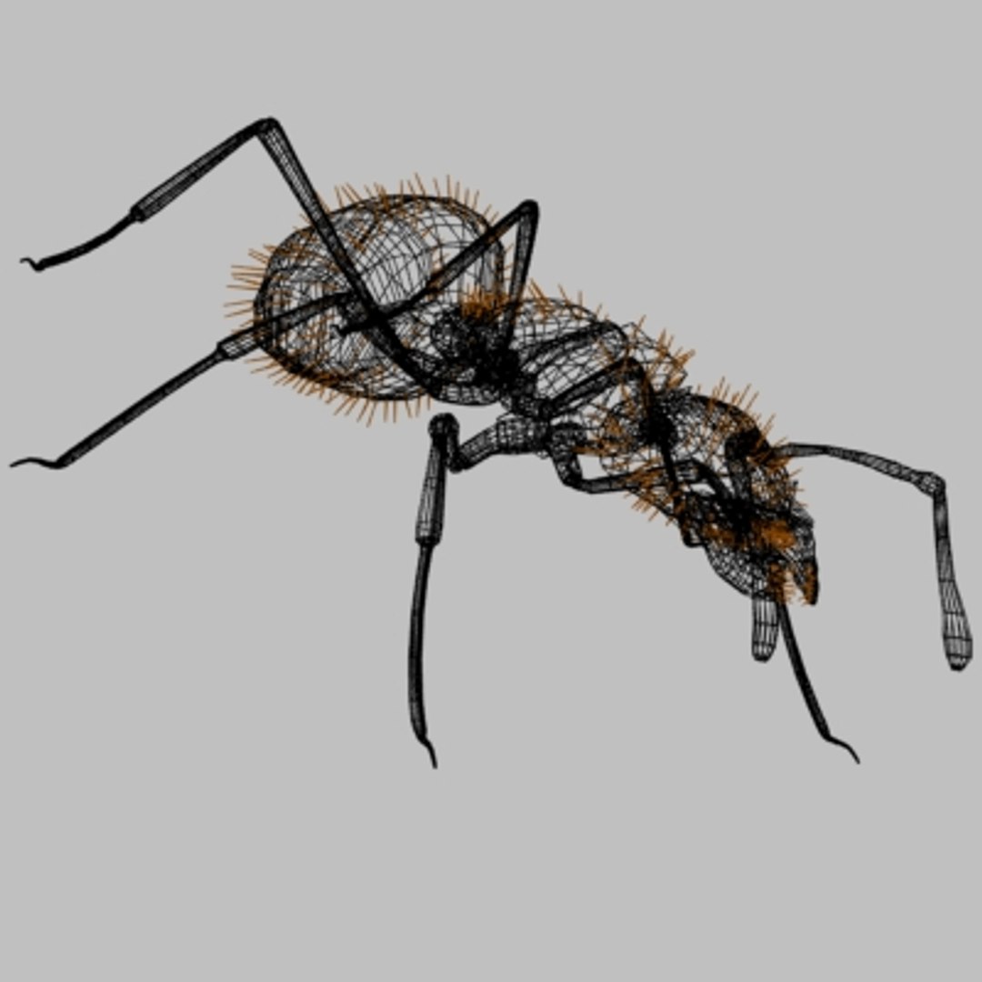 black ant lwo