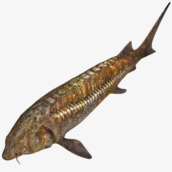 튀긴 철갑 상어 3D 모델 - TurboSquid 1726808