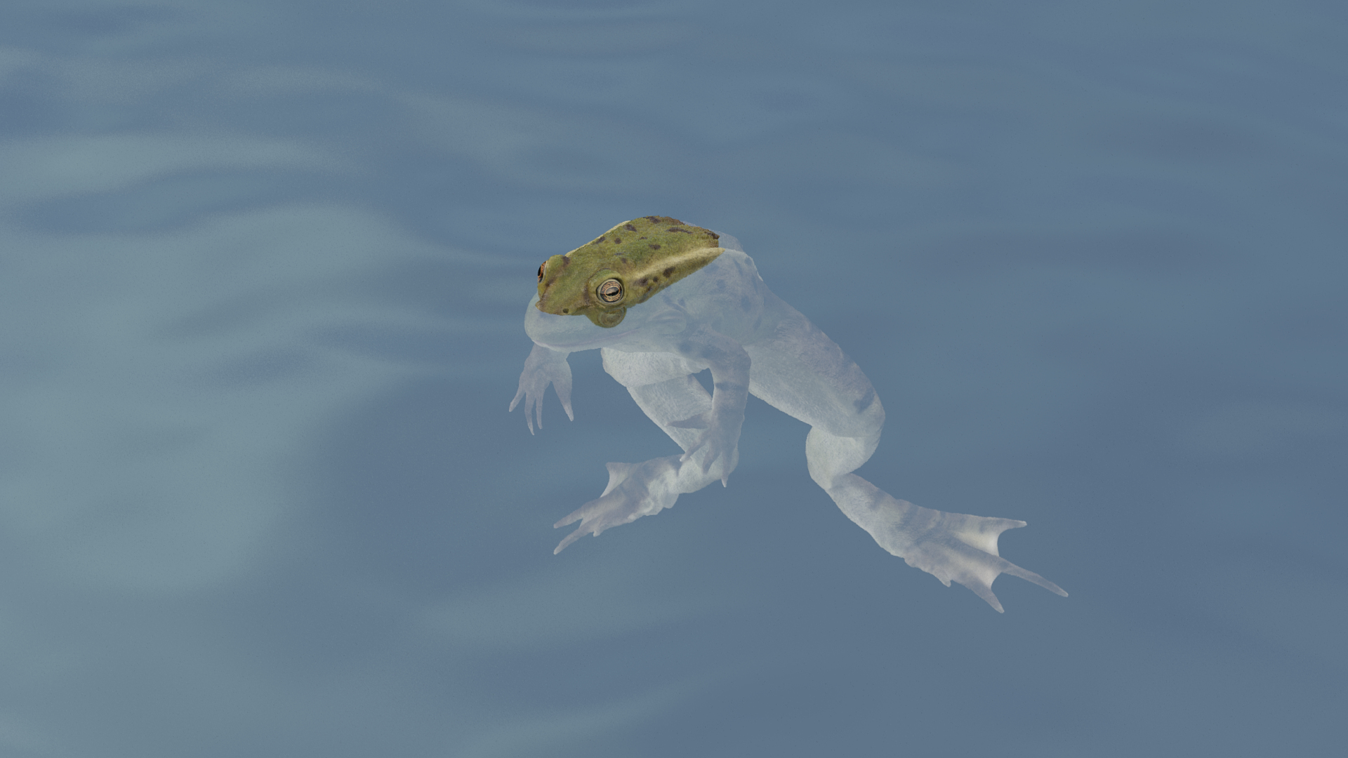 3D Swimming Pond Frog Animated - TurboSquid 1992302