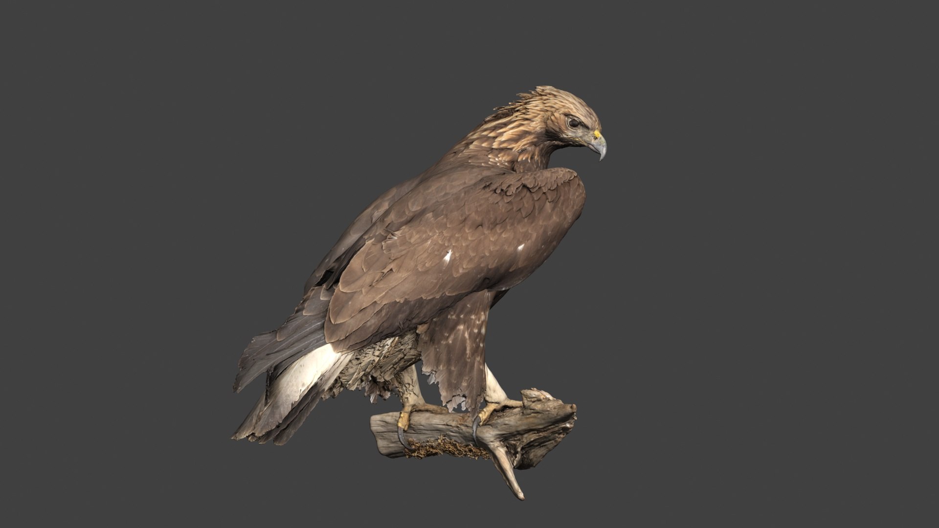 3D Eagle Model - TurboSquid 2070633