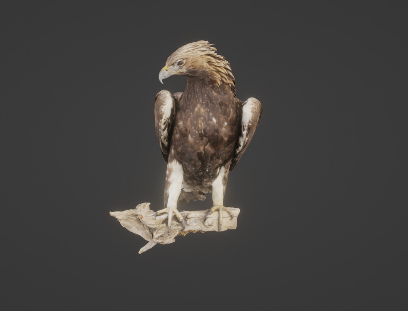 3D Eagle Model - TurboSquid 2070633