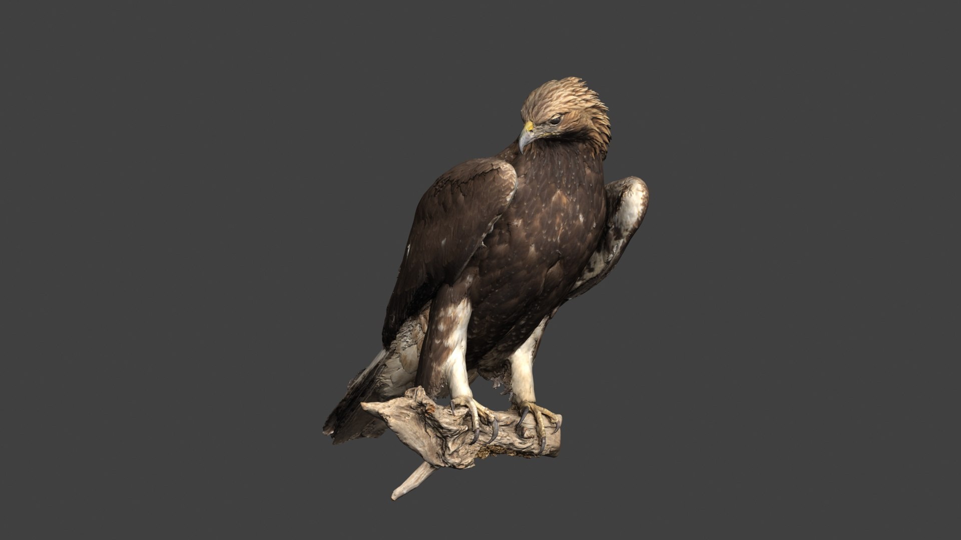 3D Eagle Model - TurboSquid 2070633