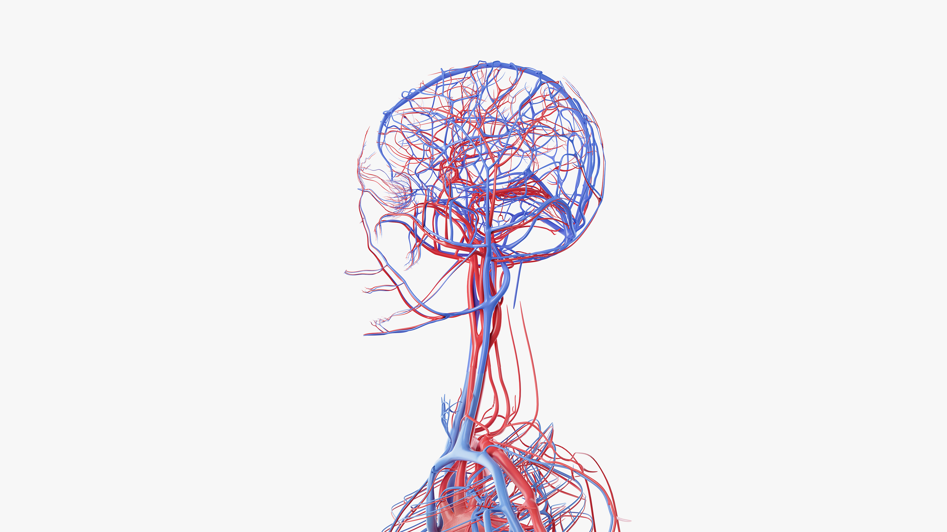 3D skin asian male skeleton - TurboSquid 1497691