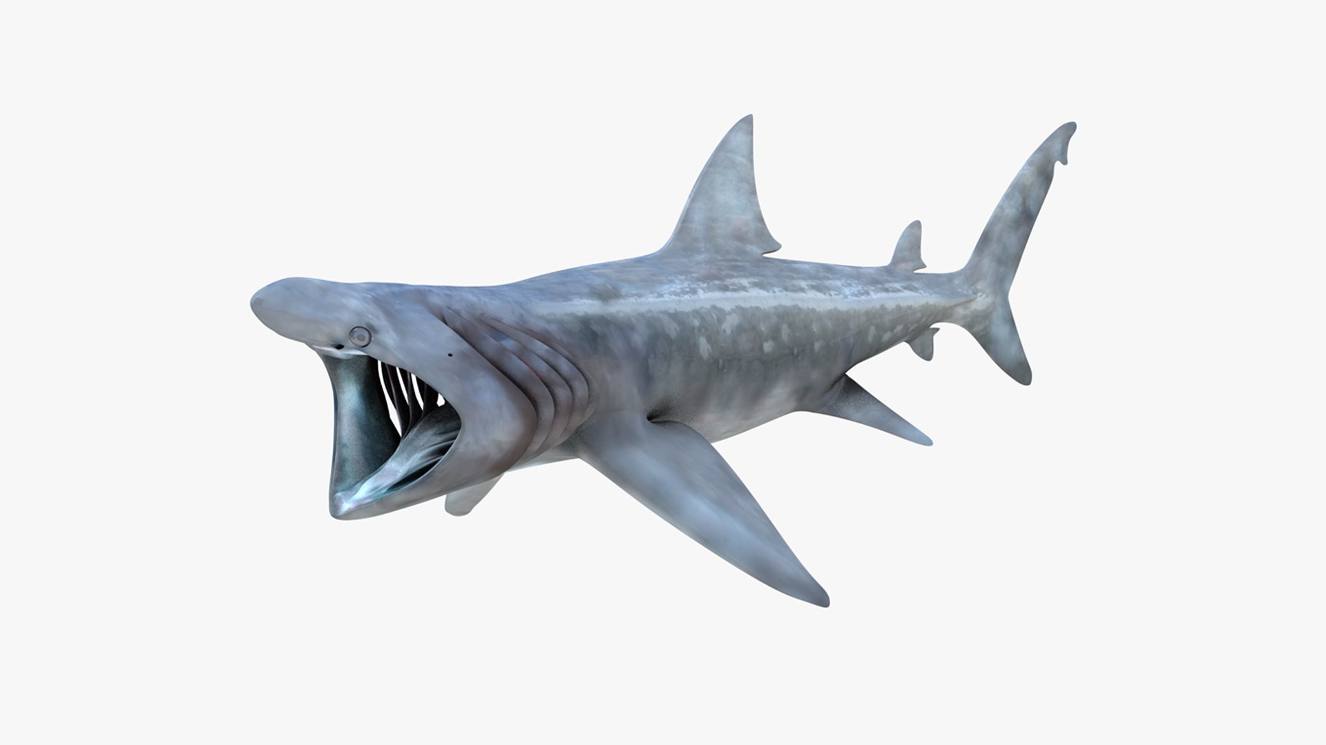 Basking Shark Female 3D Model - TurboSquid 2222279