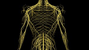 3D Neuroanatomy Models | TurboSquid
